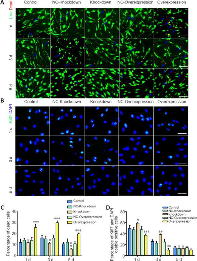 Ki-67 Antibody, Biotin (13-5698-82)