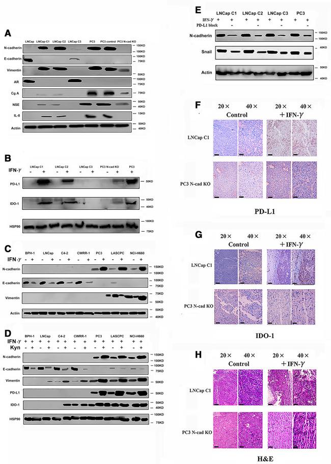 CD274 (PD-L1, B7-H1) Antibody (14-5982-82)