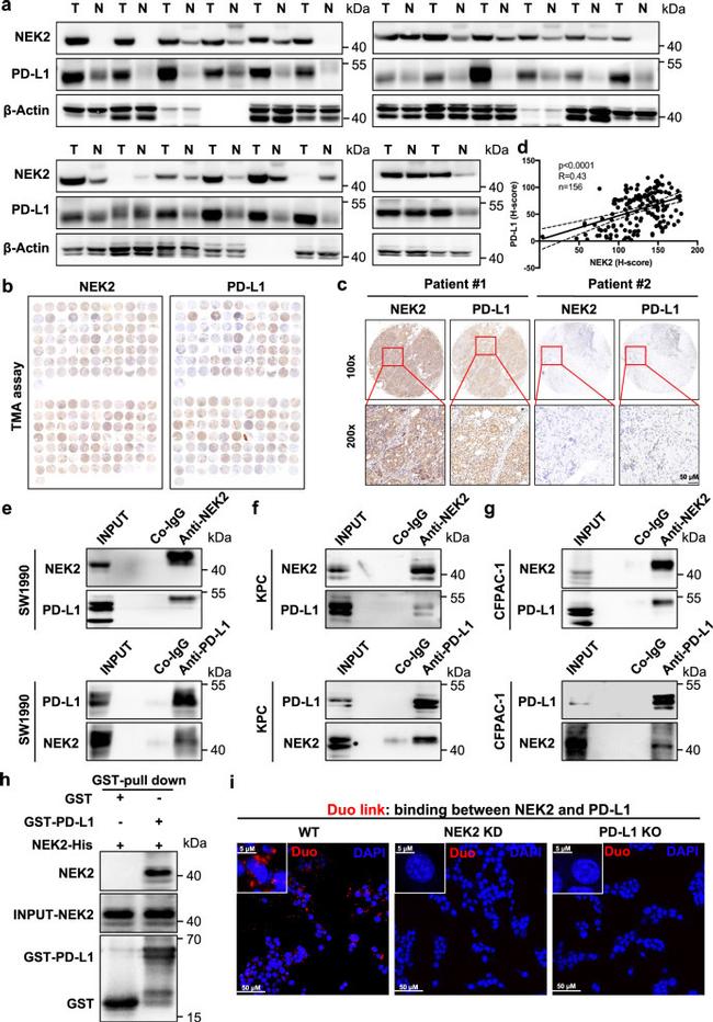 CD274 (PD-L1, B7-H1) Antibody (14-5983-82)