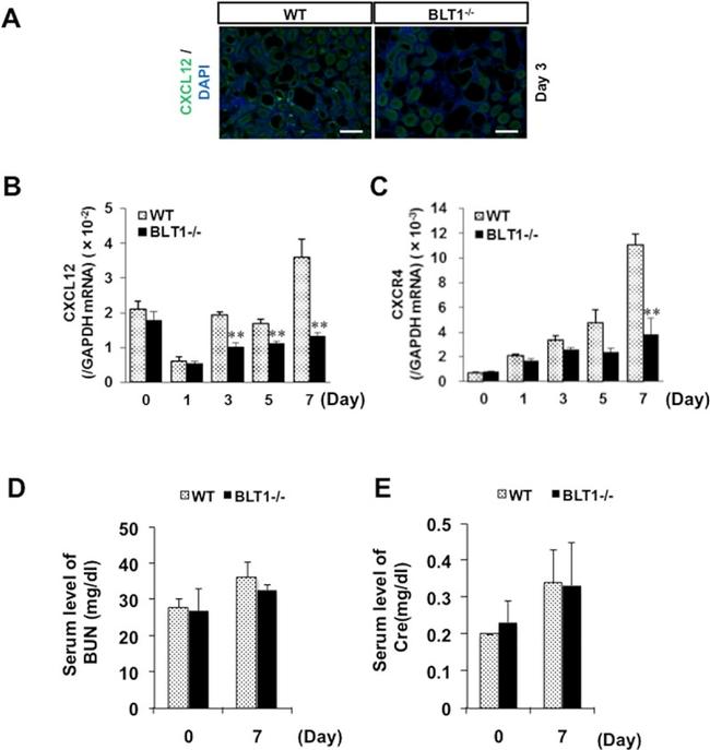 CXCL12 alpha (SDF-1 alpha) Antibody (14-7992-81)
