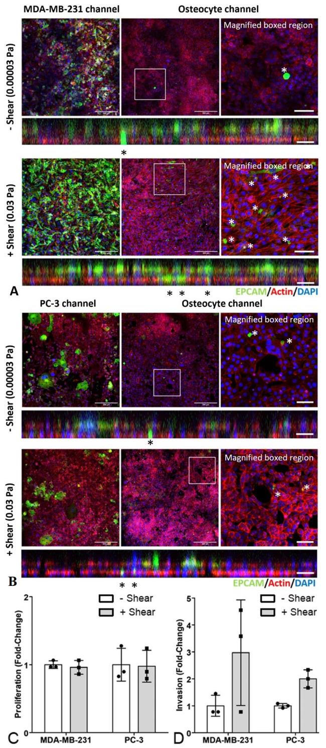 CD326 (EpCAM) Antibody, Alexa Fluor™ 488 (53-8326-42)