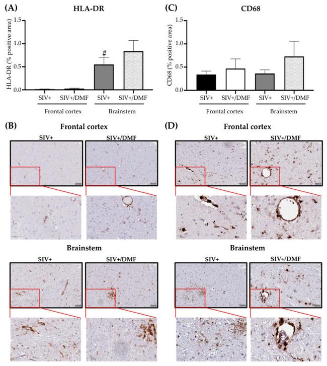 HLA-DR Antibody, FITC (11-9956-42)