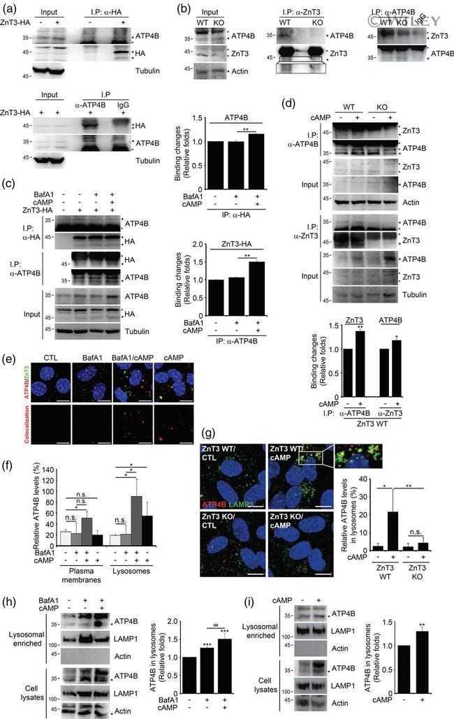 ATP4B Antibody (MA3-923)