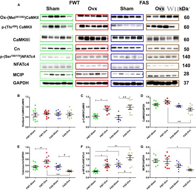 Phospho-CaMKII alpha (Thr286) Antibody (MA1-047)
