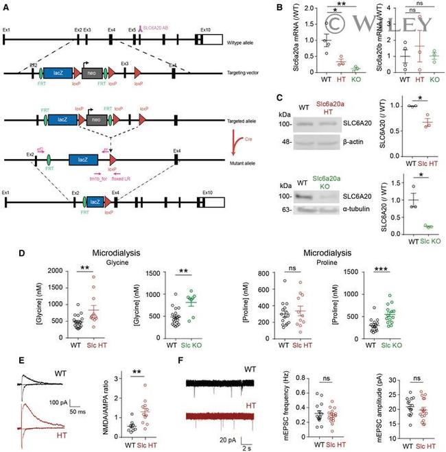SLC6A20 Antibody (PA5-68332)