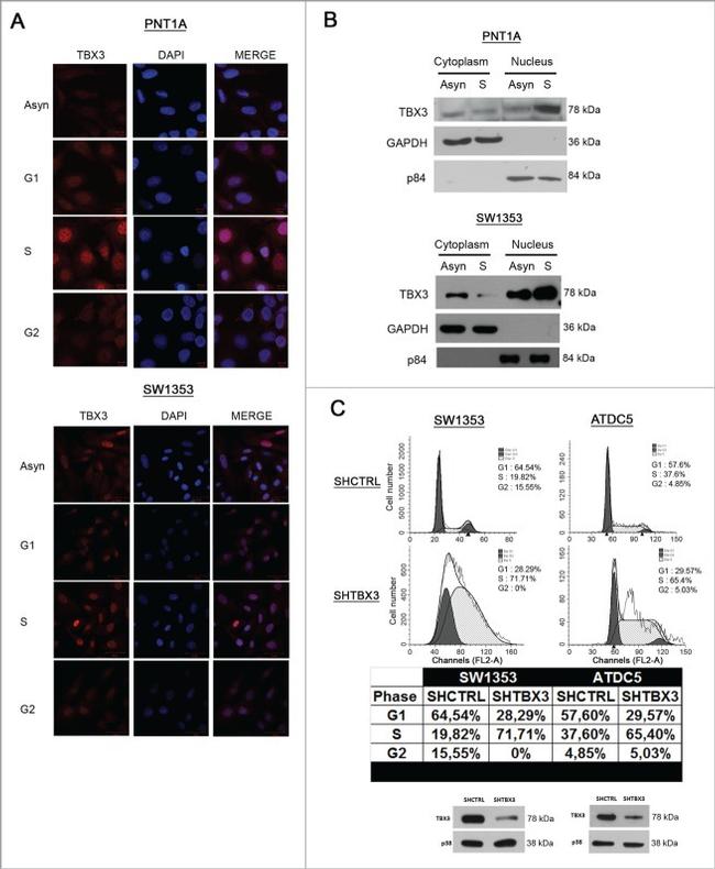 TBX3 Antibody (42-4800)