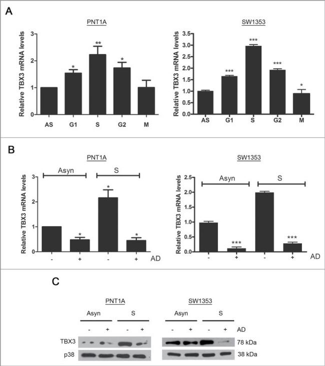 TBX3 Antibody (42-4800)