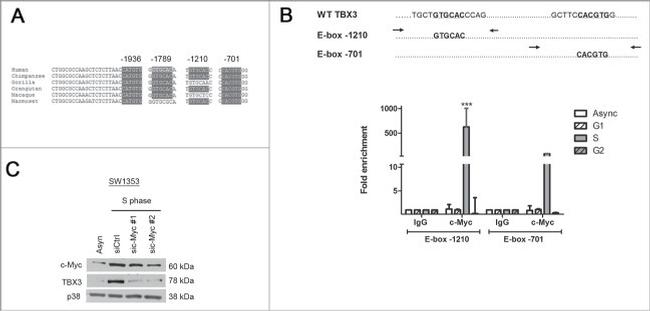 TBX3 Antibody (42-4800)