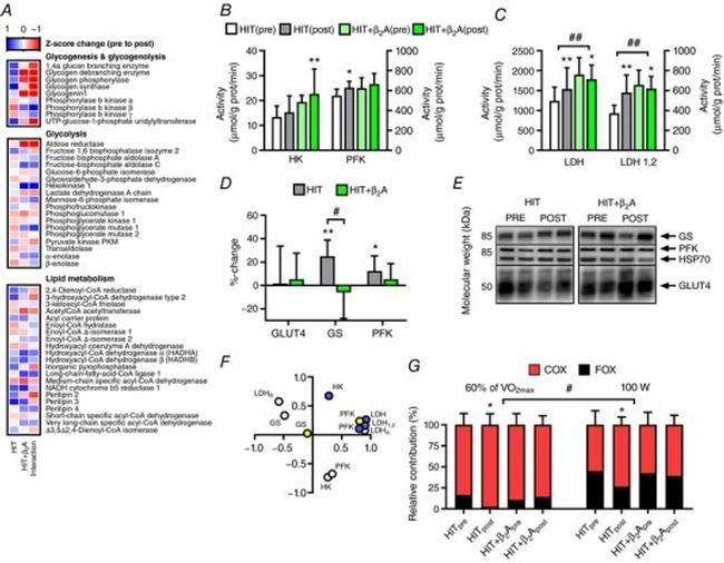 GLUT4 Antibody (PA1-1065)