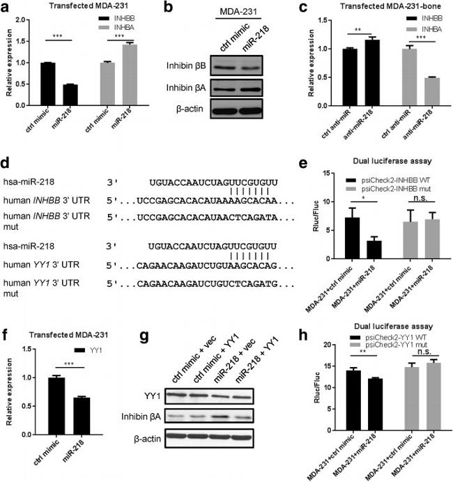 INHBB Antibody (PA5-28814)