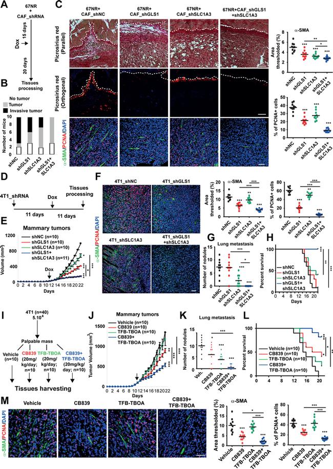PCNA Antibody (13-3900)