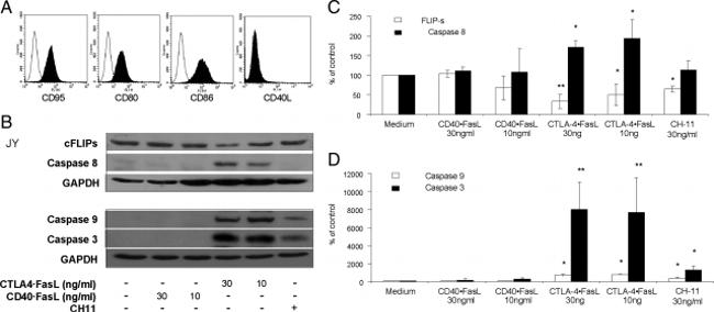 CD95 (APO-1/Fas) Antibody, FITC (11-0959-42)