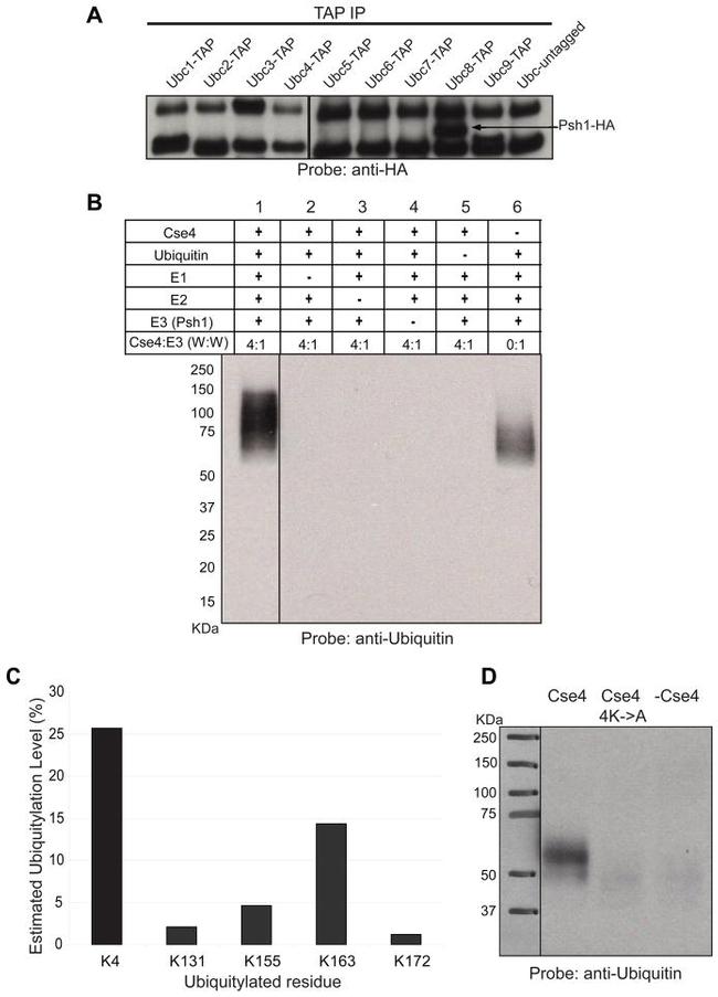 Ubiquitin Antibody (13-1600)