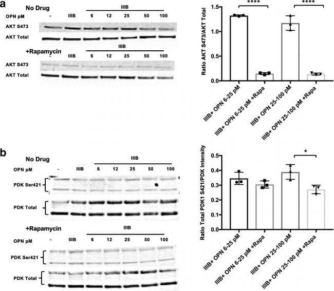 PDK1 Antibody (MA5-15797)