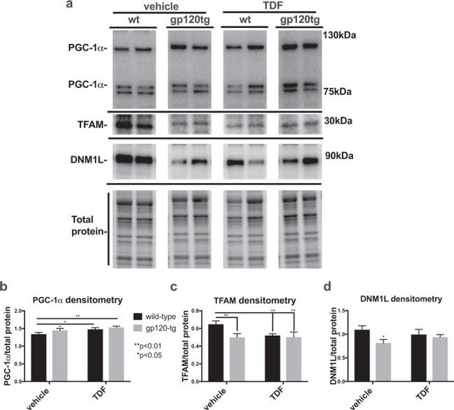 TFAM Antibody (PA5-23776)