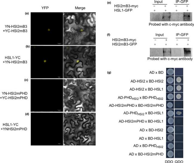 c-Myc Antibody (MA1-980)