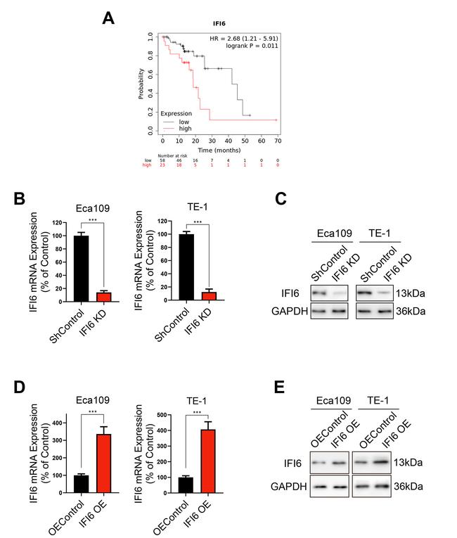IFI6 Antibody (PA5-99824)