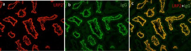 LRP2 Antibody (PA5-64182)