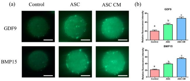 BMP-15 Antibody (PA5-34401)