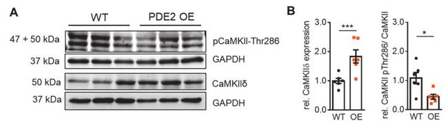 Phospho-CaMKII alpha (Thr286) Antibody (MA1-047)