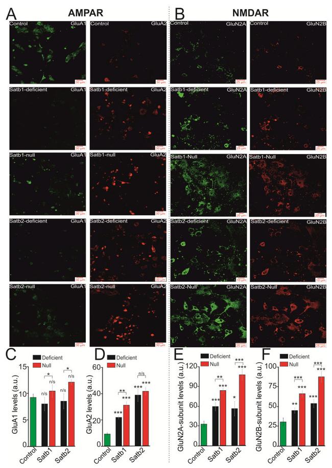 GluR2 Antibody (32-0300)