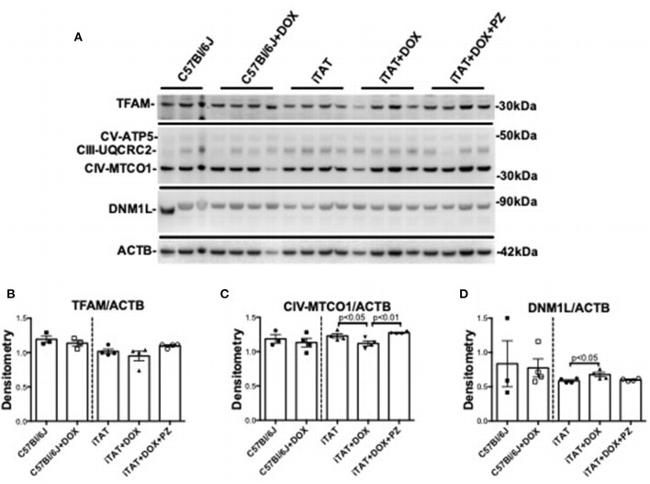 TFAM Antibody (PA5-23776)