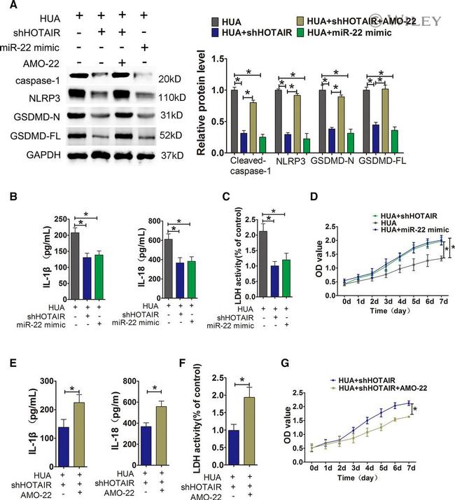 GSDMD Antibody (PA5-104324)