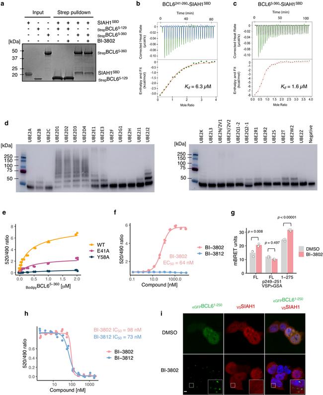 V5 Tag Antibody (MA5-15253)