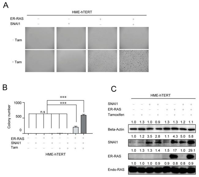 Pan Ras Antibody (MA1-012)