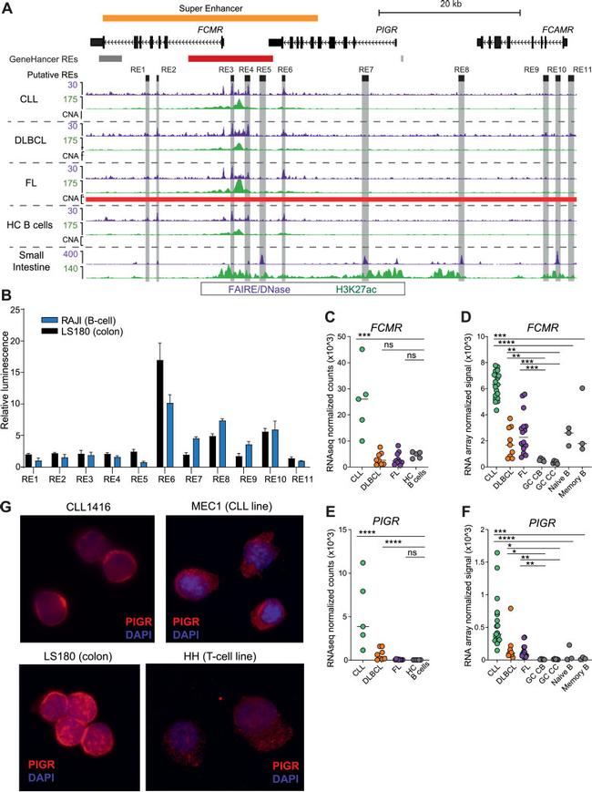 PIGR Antibody (PA5-22096)