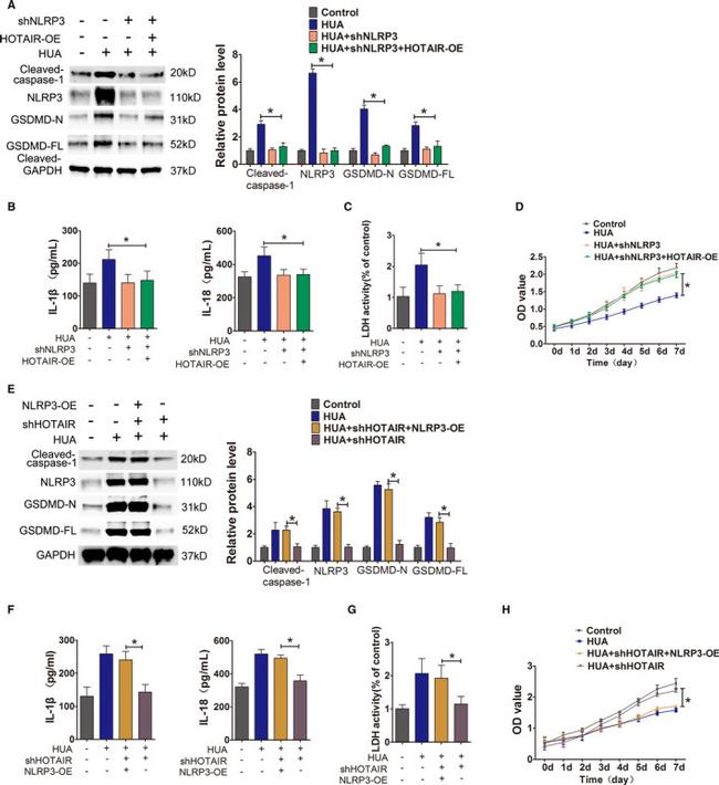 GSDMD Antibody (PA5-104324)