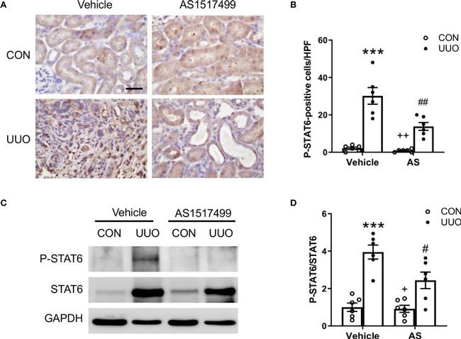 Phospho-STAT6 (Tyr641) Antibody (700247)