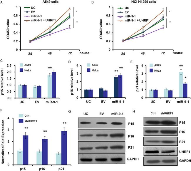 CDKN2B Antibody (MA1-12294)