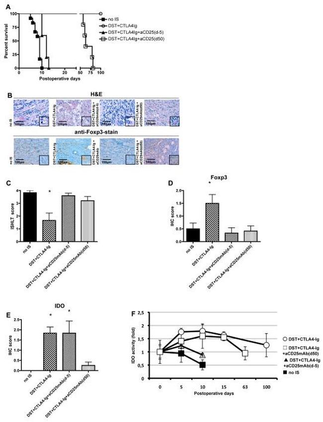 FOXP3 Antibody, eFluor™ 570 (41-4777-82)