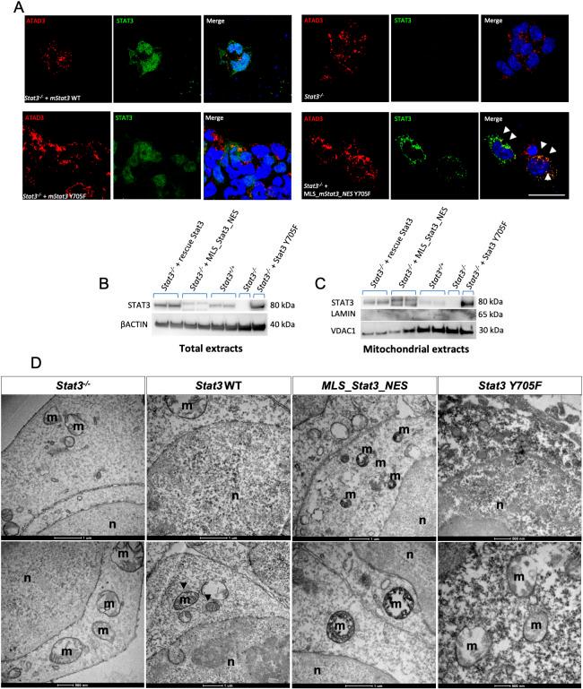 Actin Antibody (MA1-744)