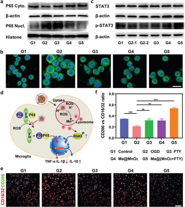 CD16 Antibody (MA1-7633)