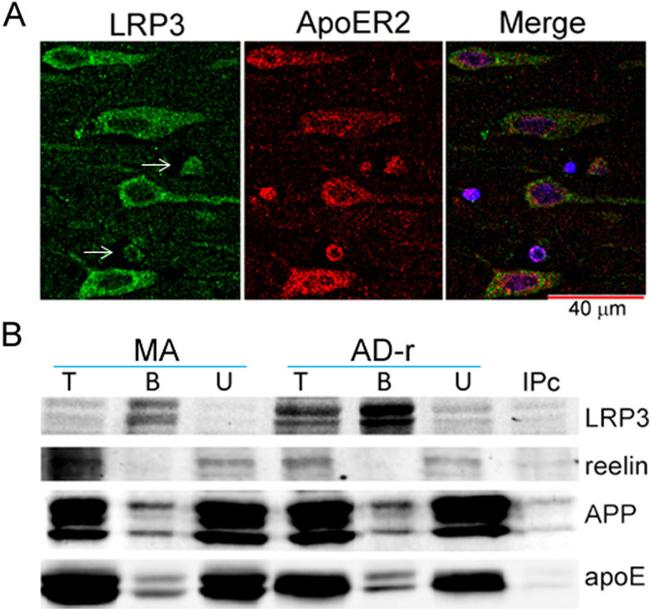 ApoER2 Antibody (MA5-36130)