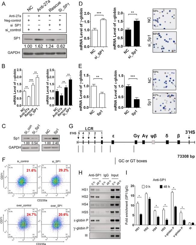 CD235a (Glycophorin A) Antibody, APC (17-9987-42)