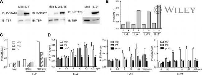 STAT6 Antibody (MA5-15659)
