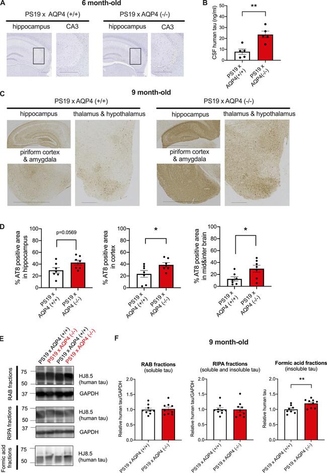 Phospho-Tau (Ser202, Thr205) Monoclonal Antibody (AT8), Biotin (MN1020B)