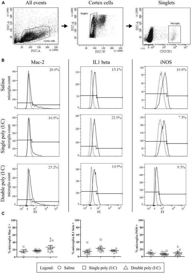 iNOS Antibody (14-5920-82)
