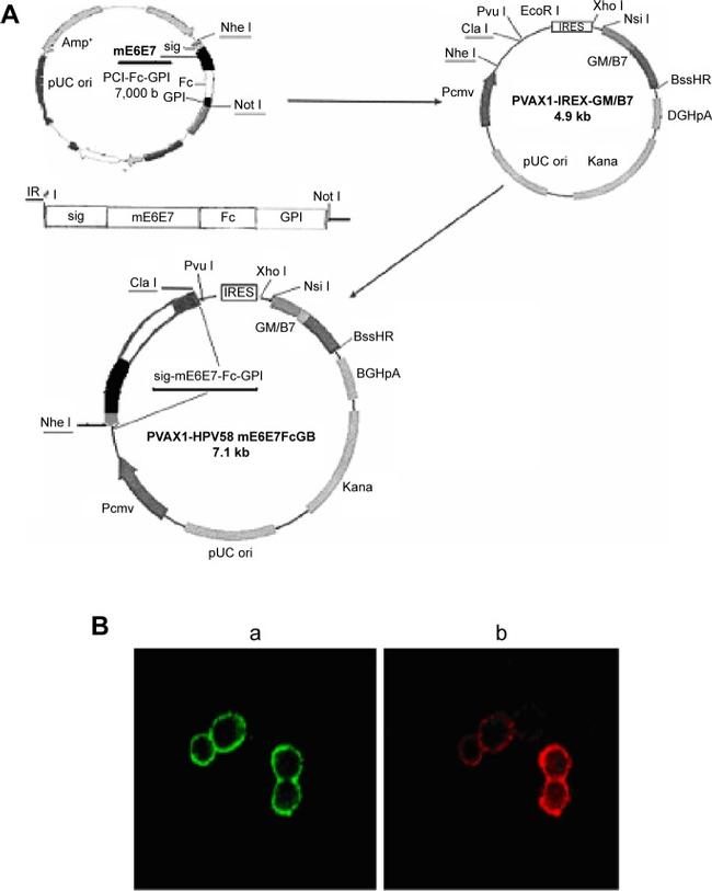 CD16 Antibody, FITC (11-0168-42)