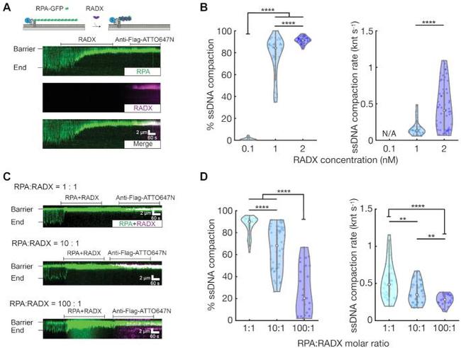 Double Stranded DNA Monoclonal Antibody (AE-2) (MA1-35346)