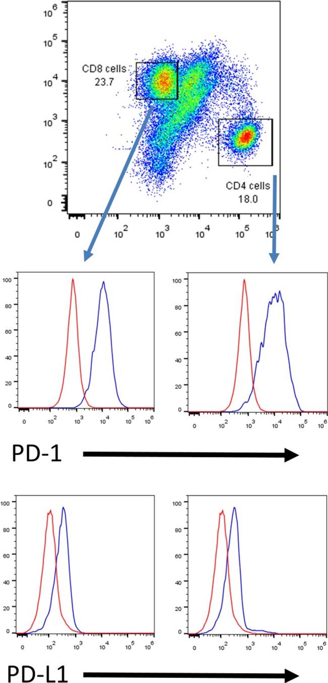 CD8a Antibody, PE (12-0086-42)
