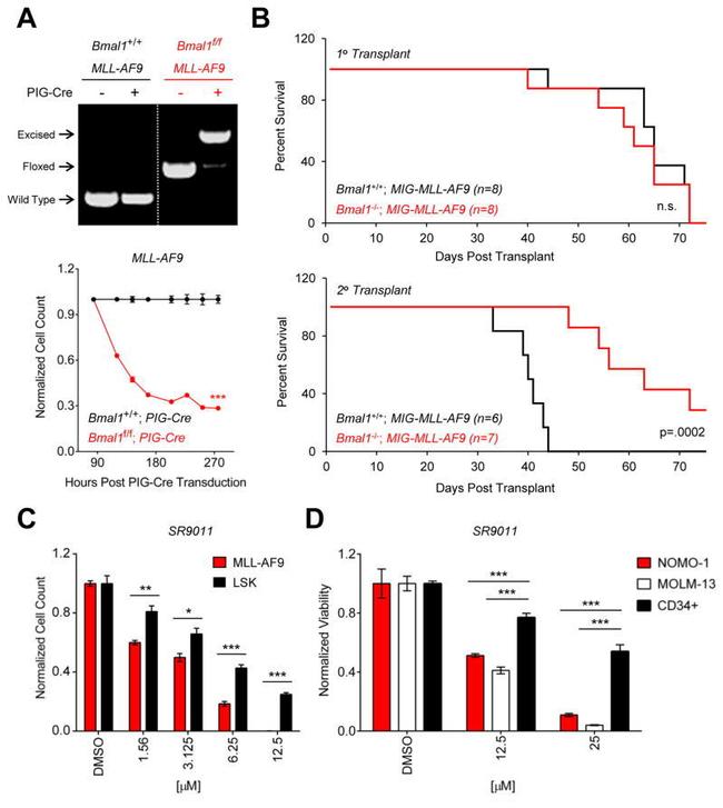 CD117 (c-Kit) Antibody (14-1172-82)