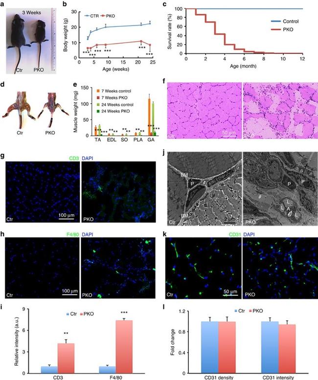 CD3 Antibody (14-0032-82)