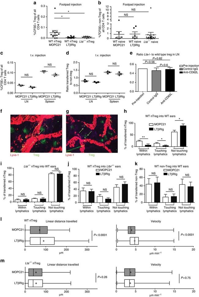 CD25 Antibody, Alexa Fluor™ 700 (56-0251-82)