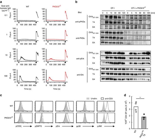 TCR beta Antibody, PE (12-5961-82)