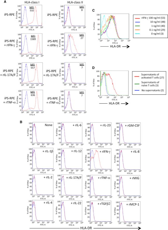 HLA-DR Antibody, FITC (11-9956-42)