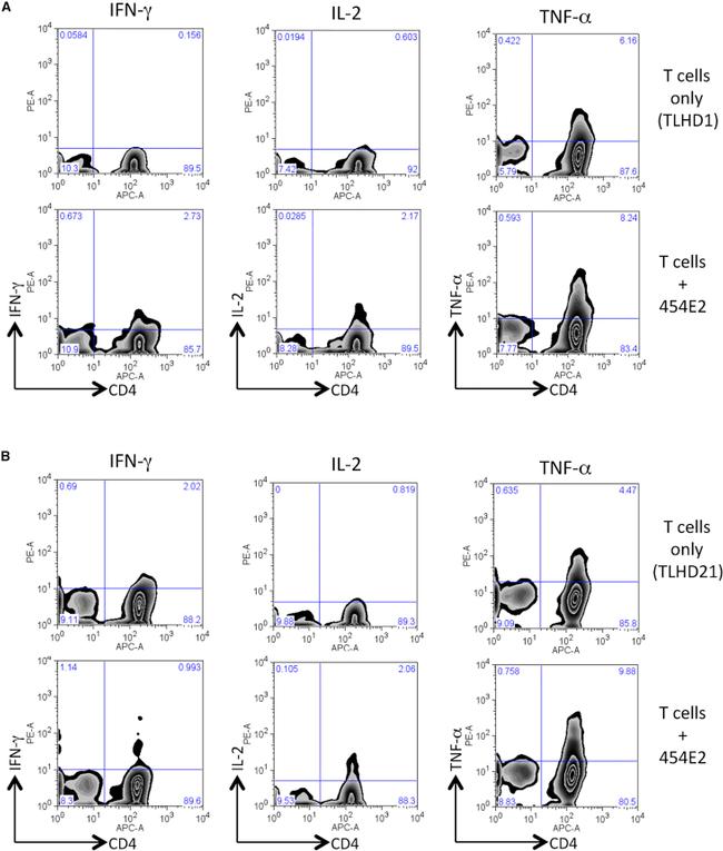 HLA-DR Antibody, FITC (11-9956-42)